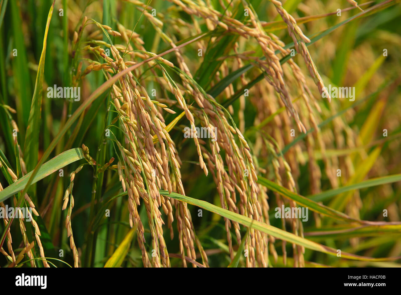 Paddy field ripe for harvest at Sekinchan, Malaysia Stock Photo - Alamy