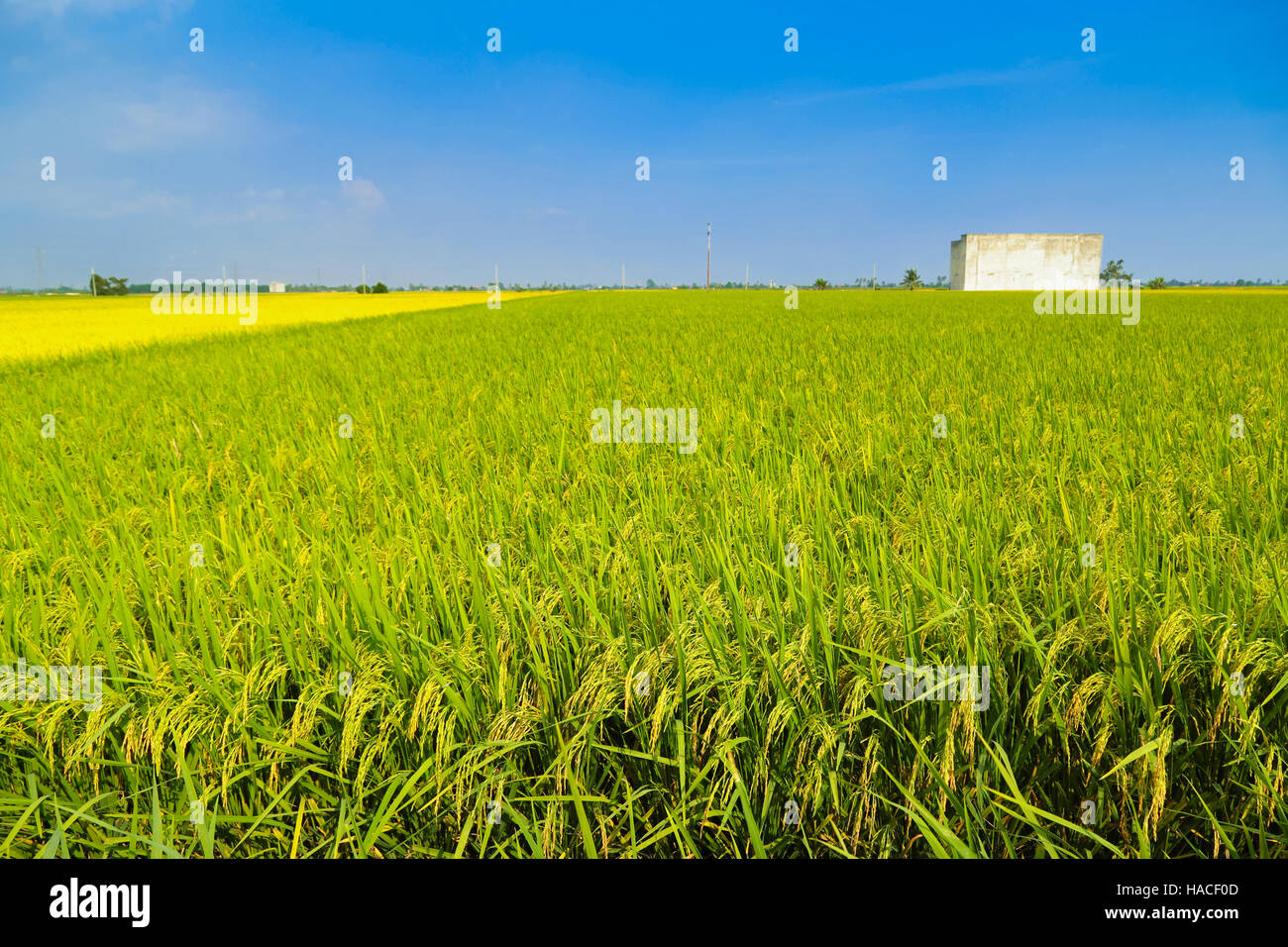 Vast paddy fields ripe for harvest at Sekinchan, Malaysia Stock Photo ...