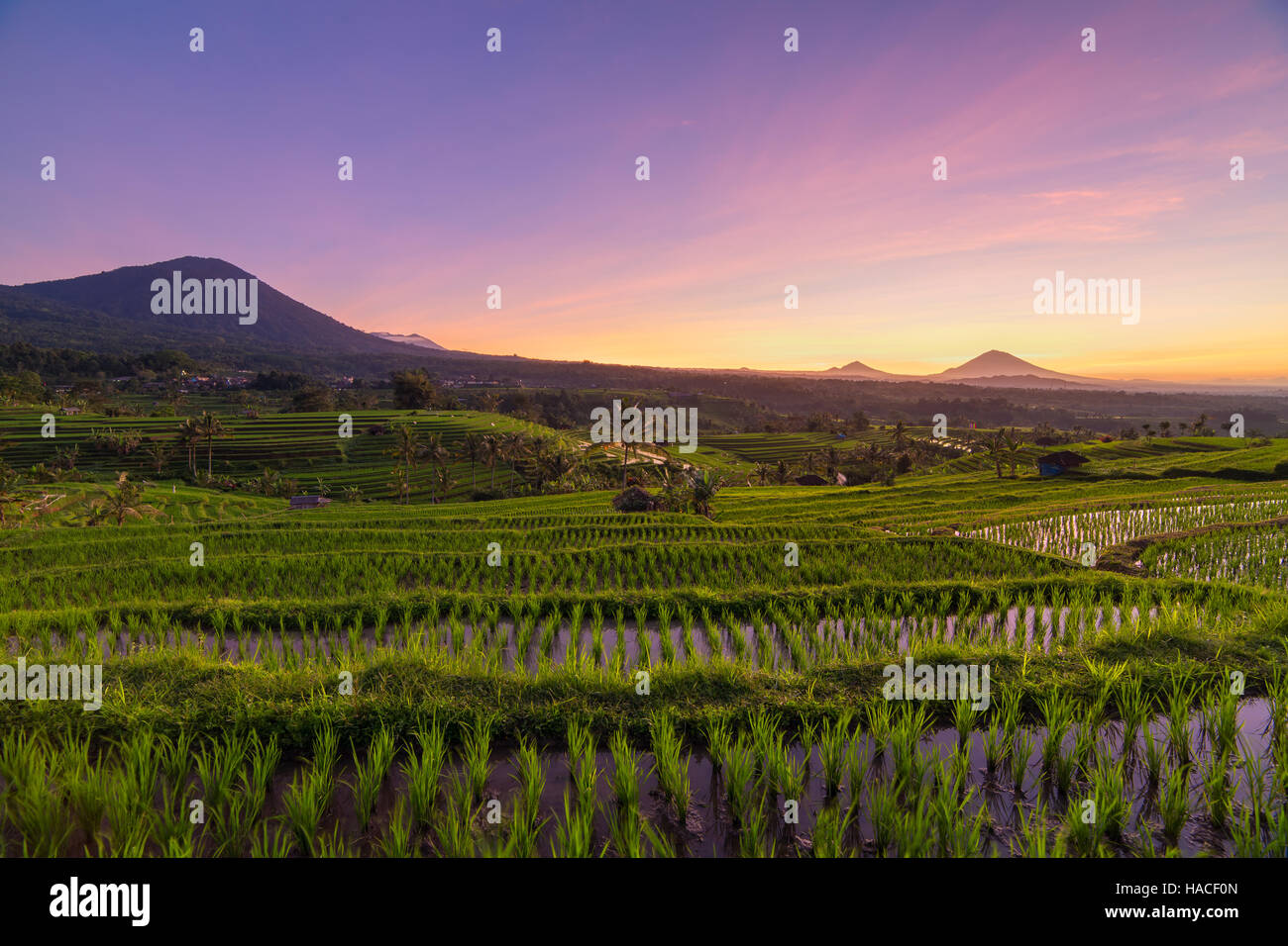 Beautiful sunrise over the Jatiluwih Rice Terraces in Bali, Indonesia ...