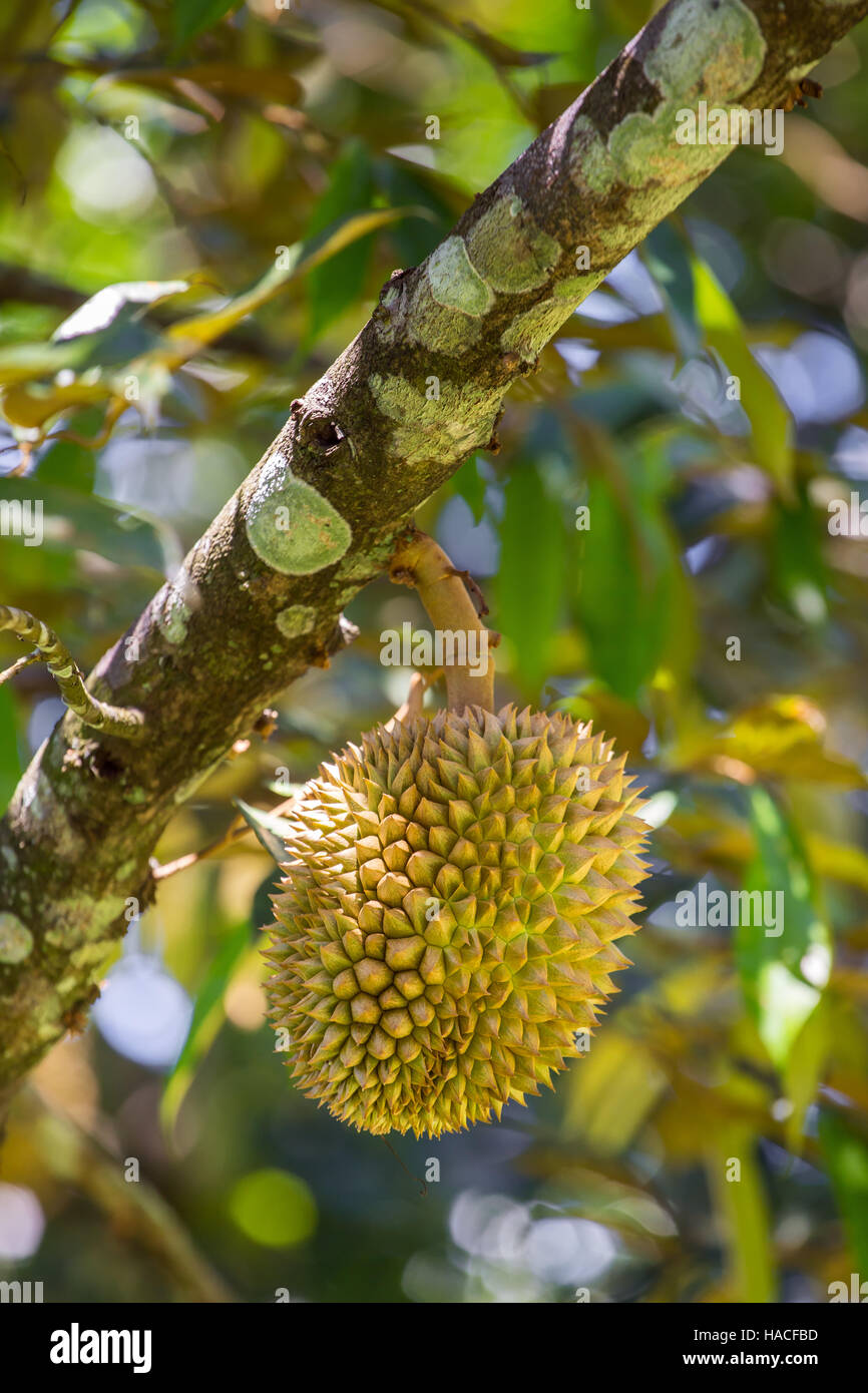 Fresh durians, the king of fruit on the tree in Borneo, Malaysia Stock ...