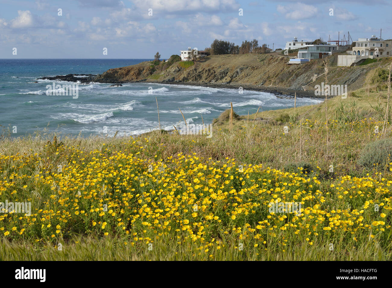 Tpoulorotsos Beach, Pomos, Chrysohou Bay, Cyprus with Crown Daisy or ...