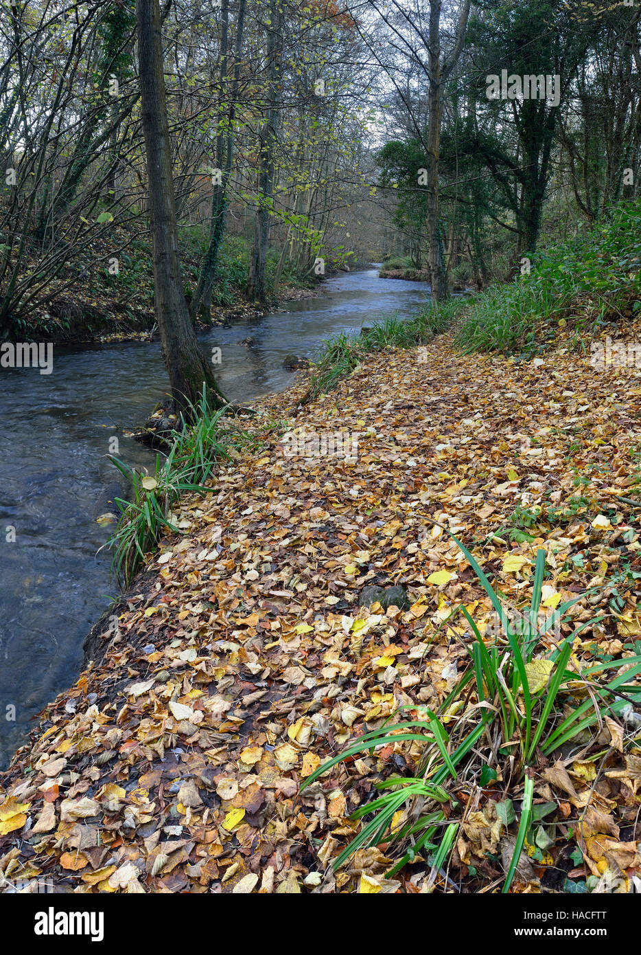 River Frome in early winter, Stroud, Gloucestershire Stock Photo - Alamy