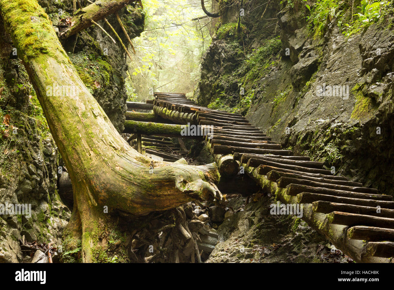 Secret path hi-res stock photography and images - Alamy