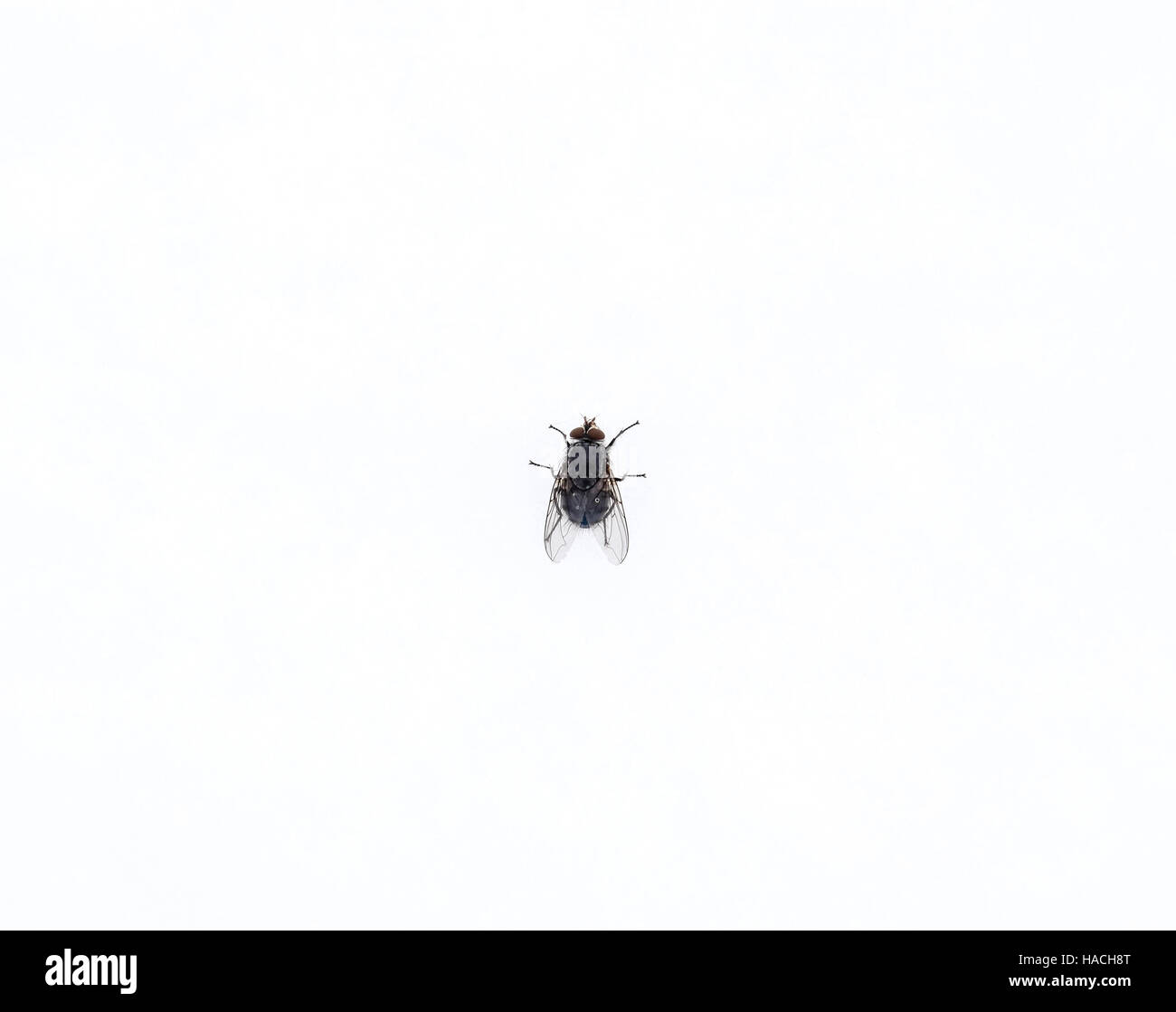 Large black fly on the snow. Taking off the snow fly Stock Photo - Alamy