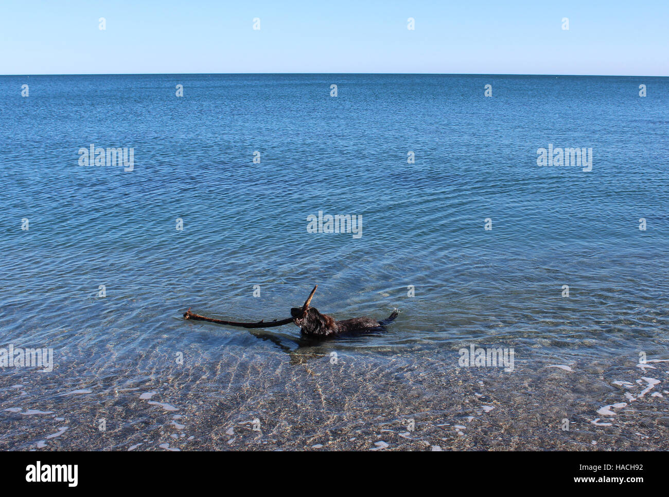 Dog sticks hi-res stock photography and images - Alamy