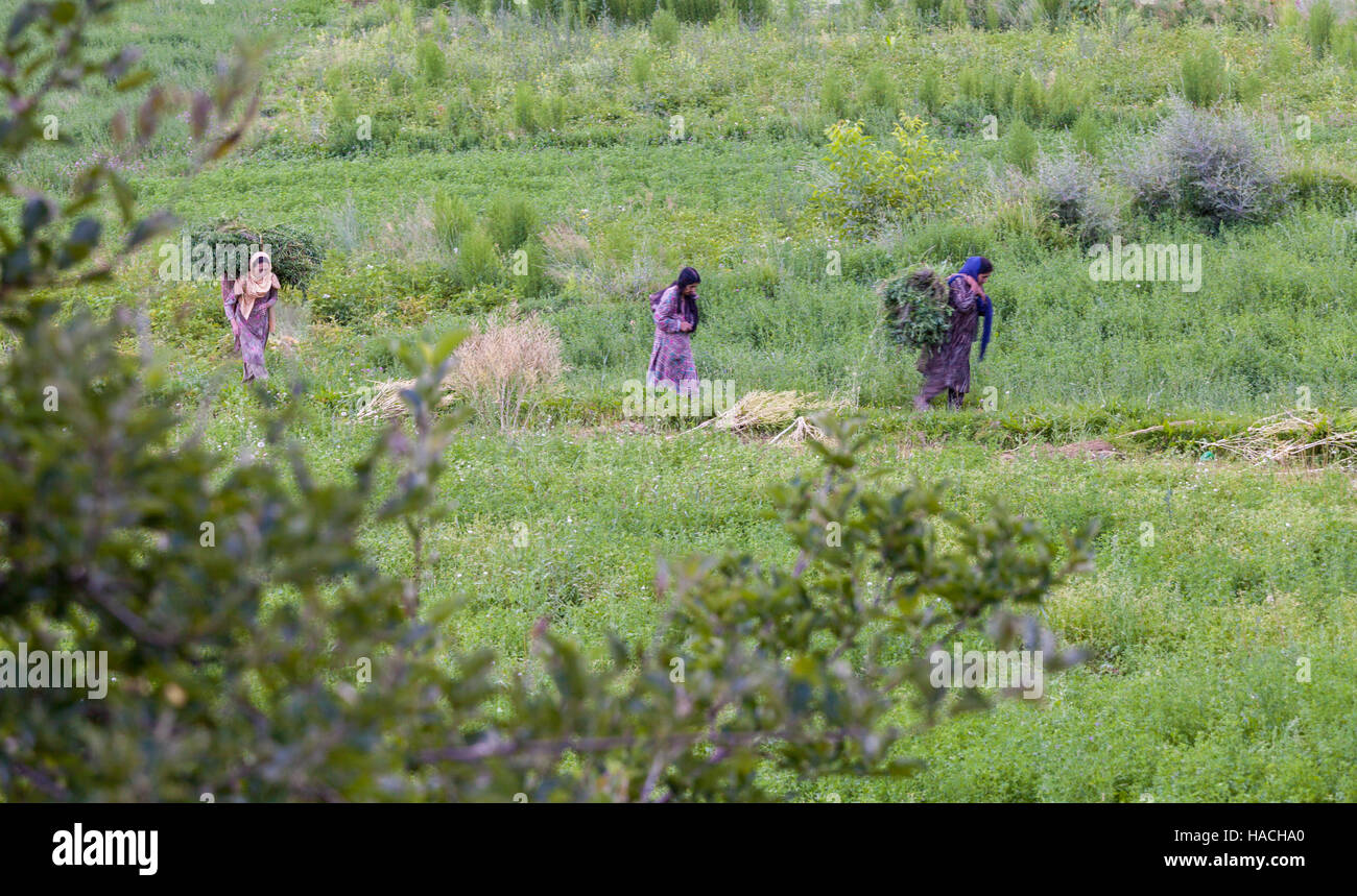 Pakistani women hi-res stock photography and images - Alamy