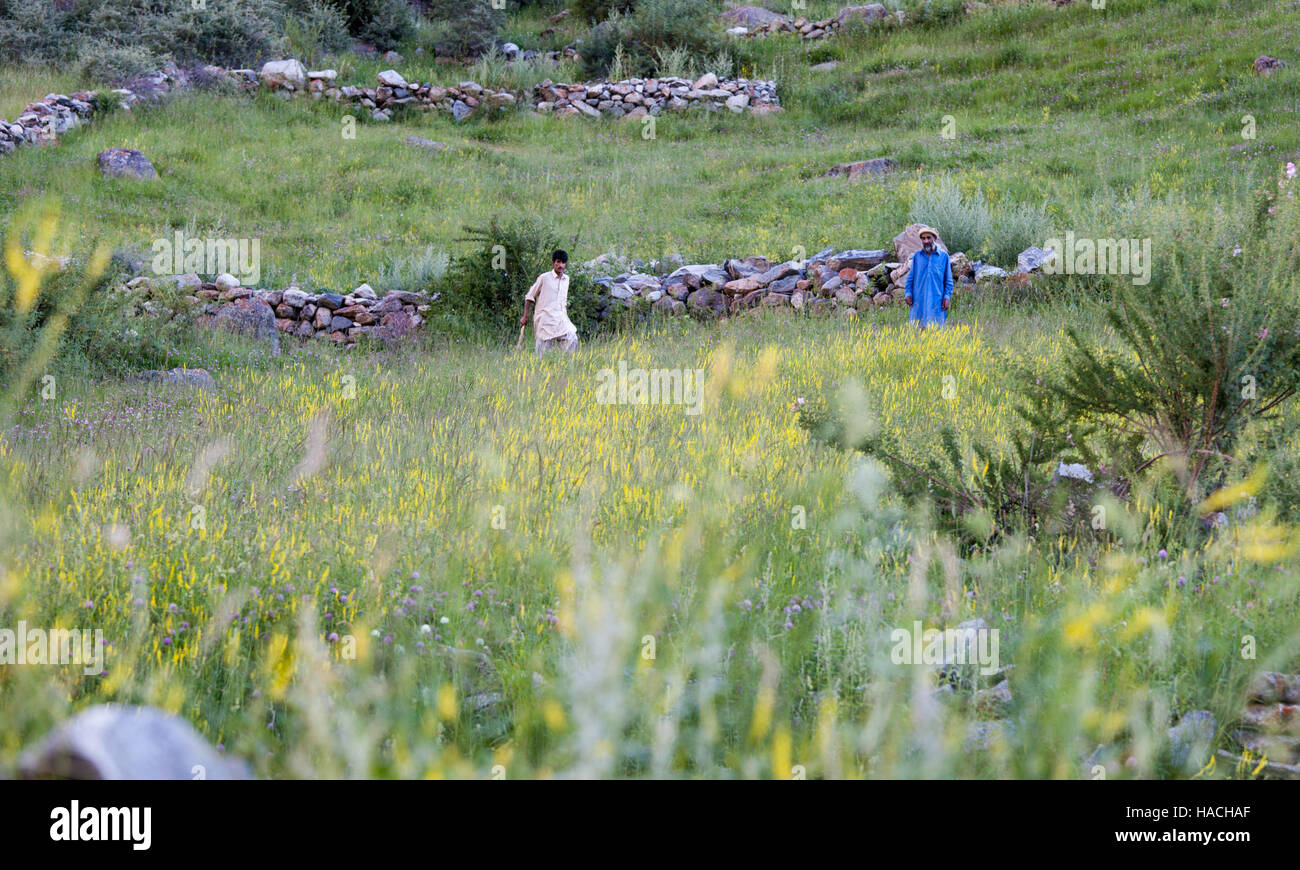 Pakistani men in the field full of wildflowers in Naltar valley, Hunza ...