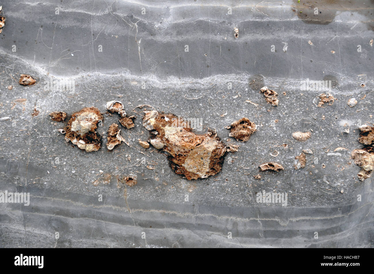 Stylolite hi-res stock photography and images - Alamy