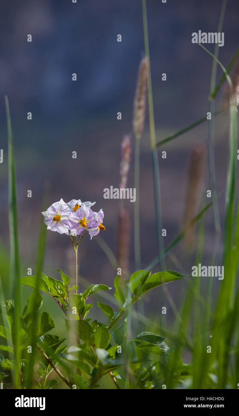 Wild potato hi-res stock photography and images - Alamy