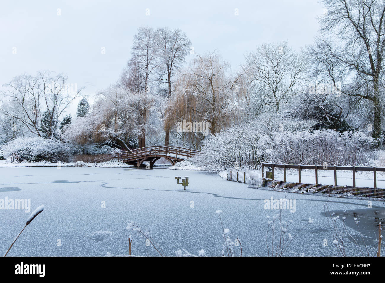 Thin layer of freshly fallen snow on frozen lake turns municipal ...