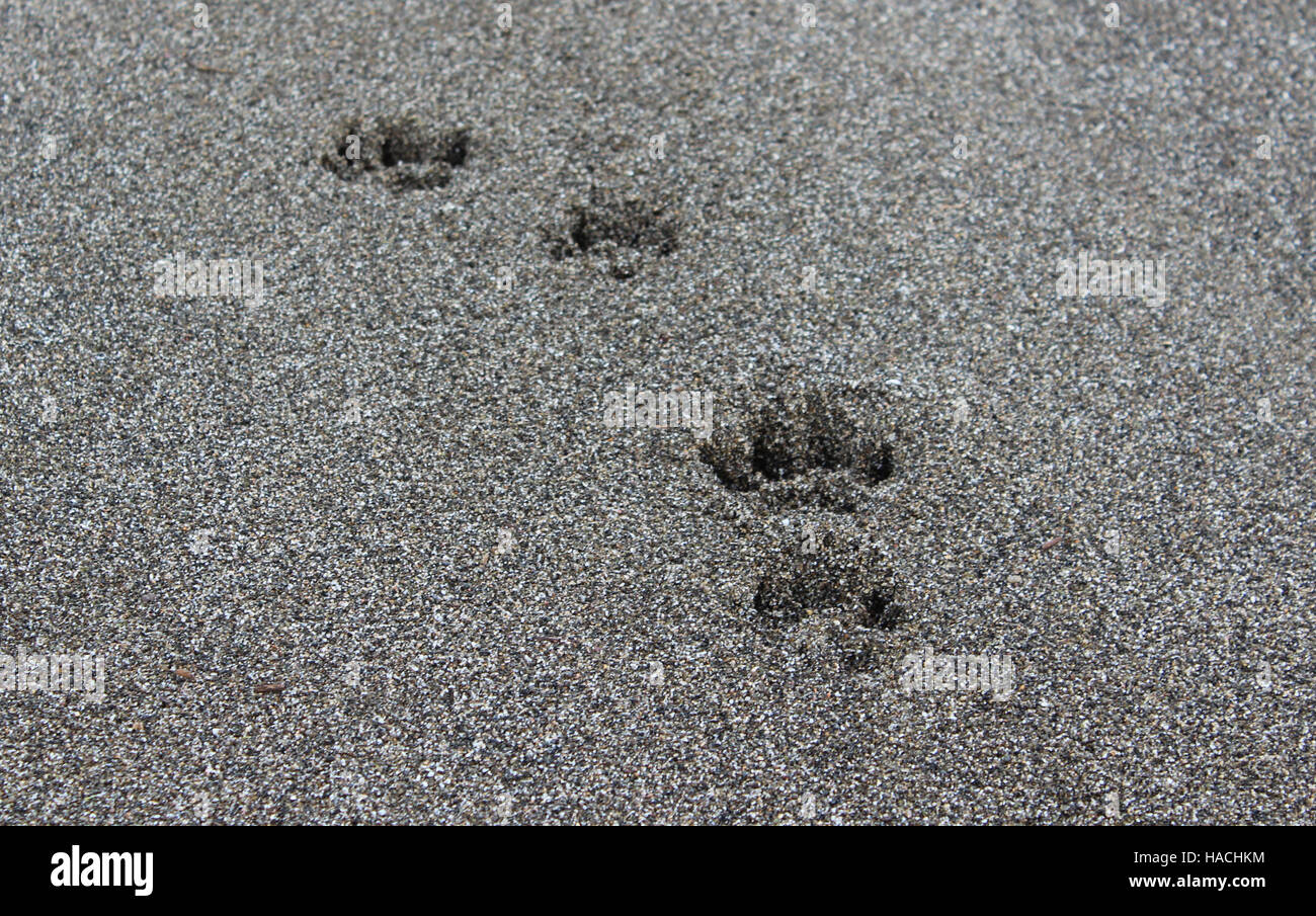 paw prints in the sand Stock Photo - Alamy