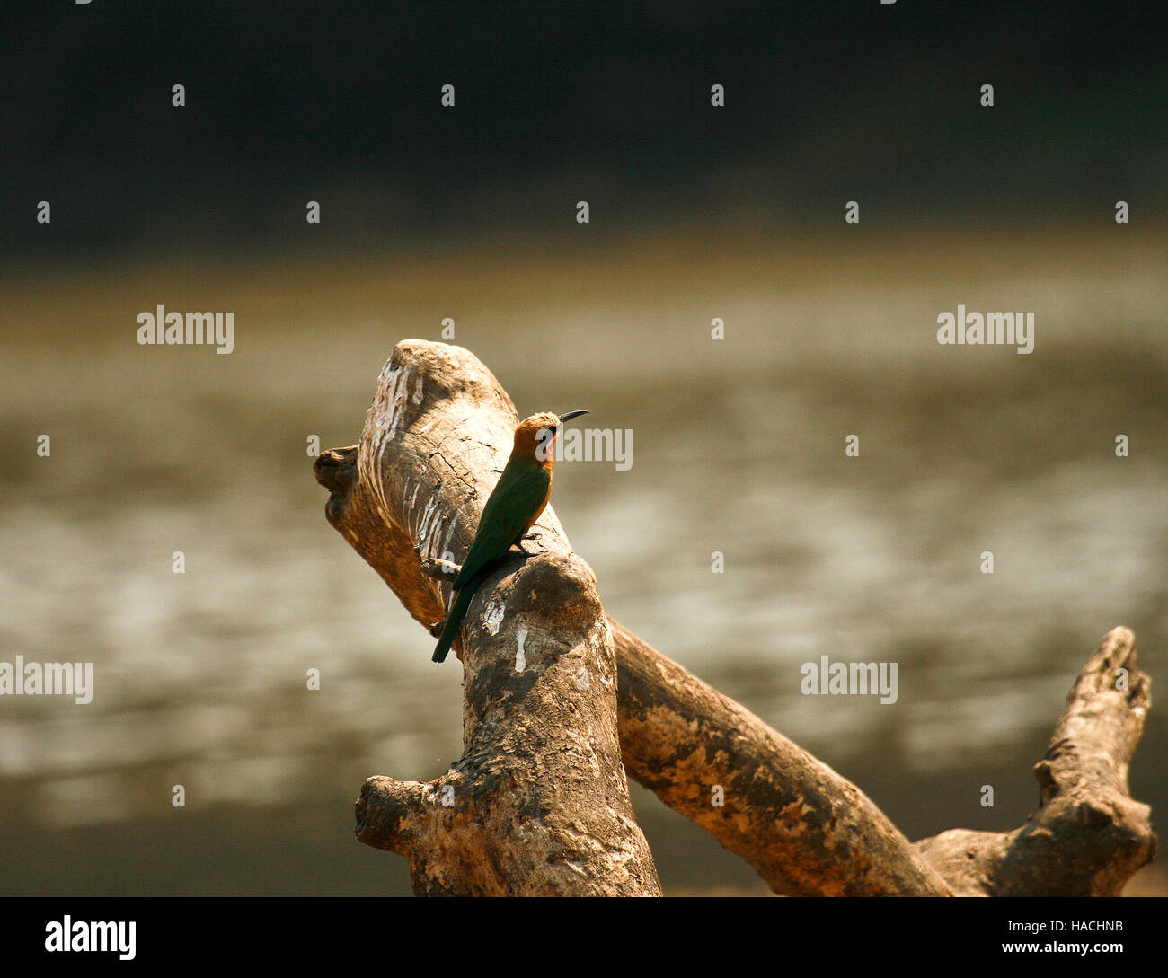 White-Fronted Bee-Eater, Merops bullockoides. Mana Pools National Park. Zimbabwe Stock Photo - Alamy