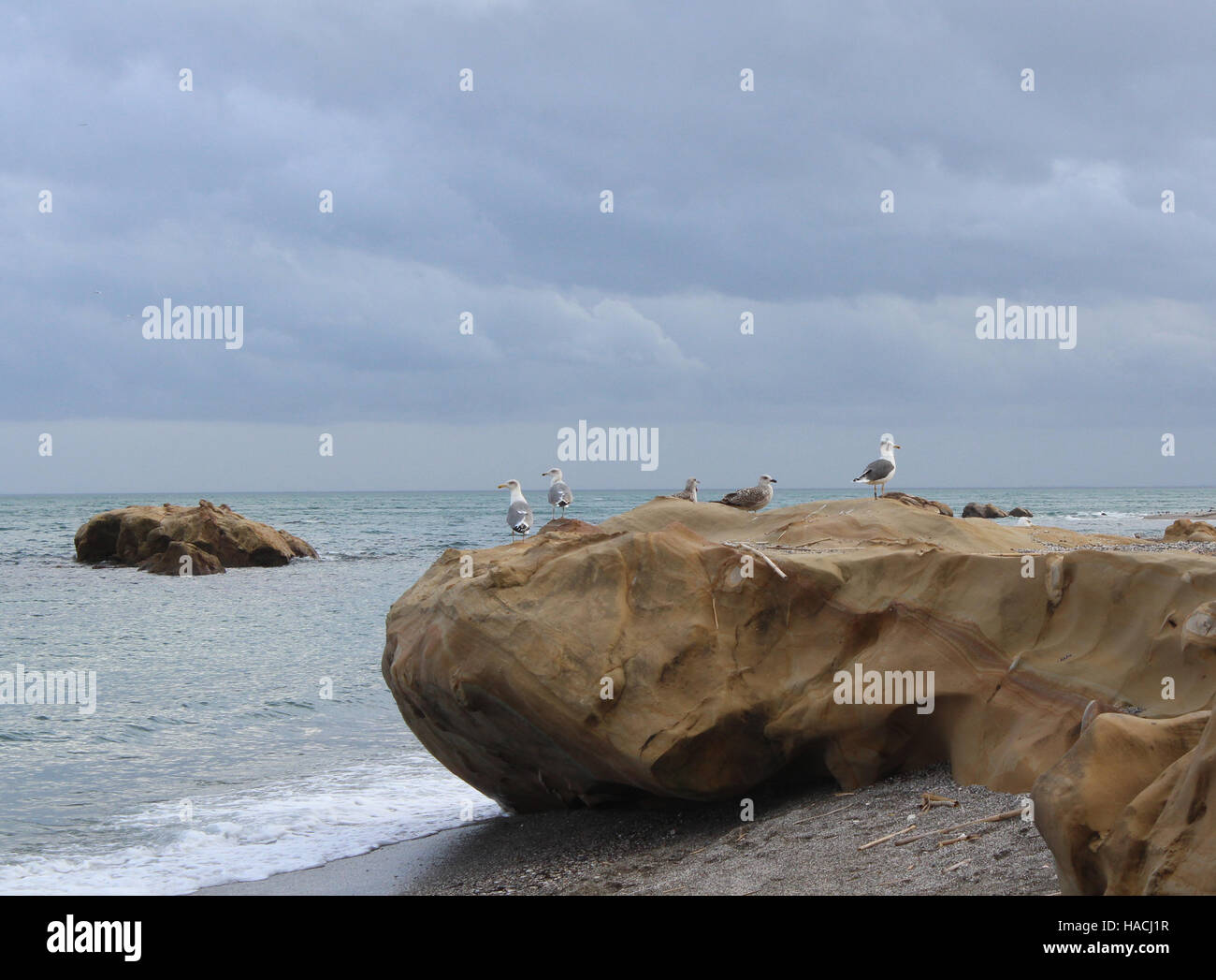 Seagulls on a rock Stock Photo - Alamy