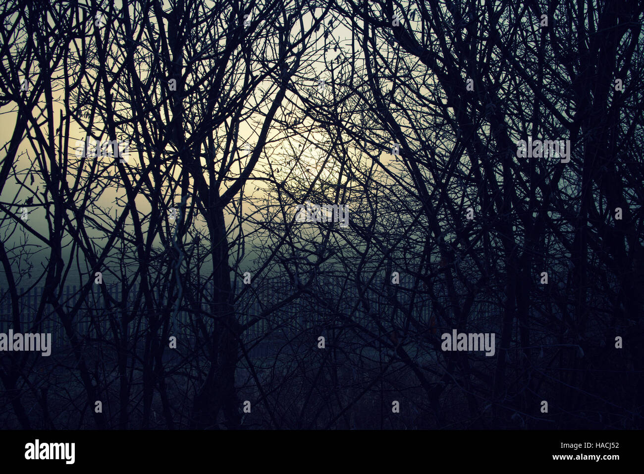 sunrise sunset moon rise through branches of trees grass Stock Photo ...
