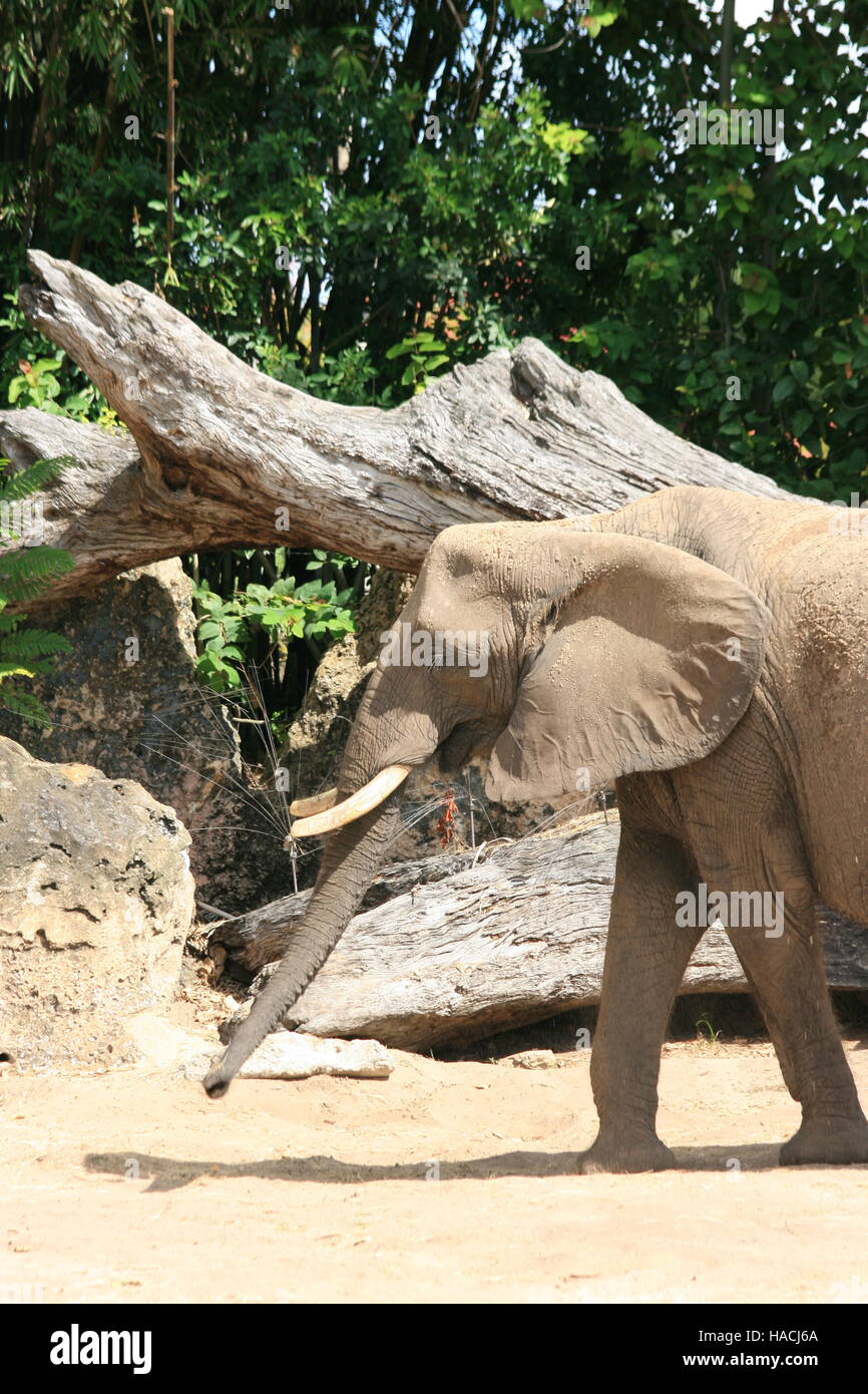 Elephant covered in sand Stock Photo - Alamy