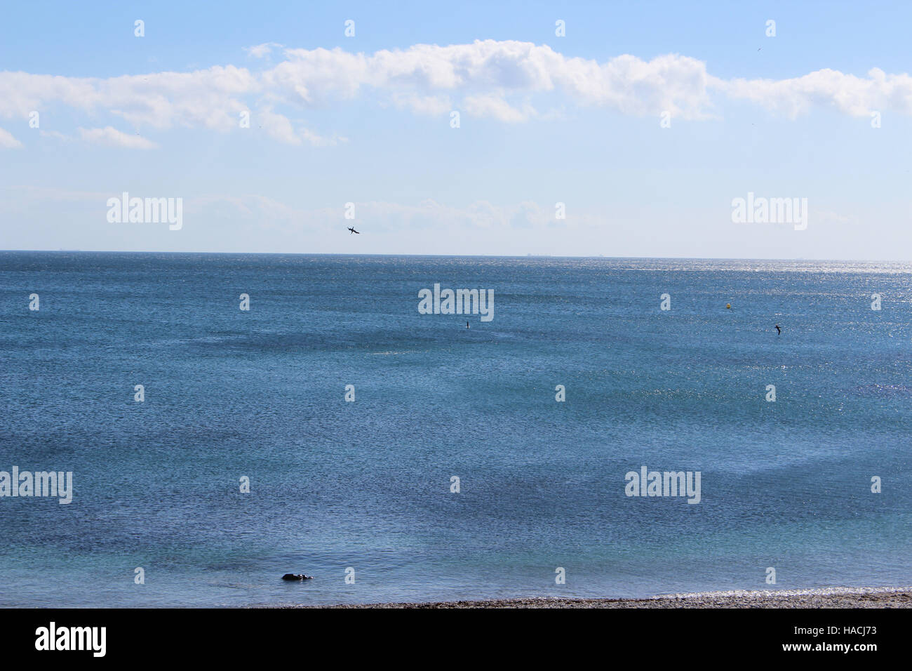 Diving birds hi-res stock photography and images - Alamy