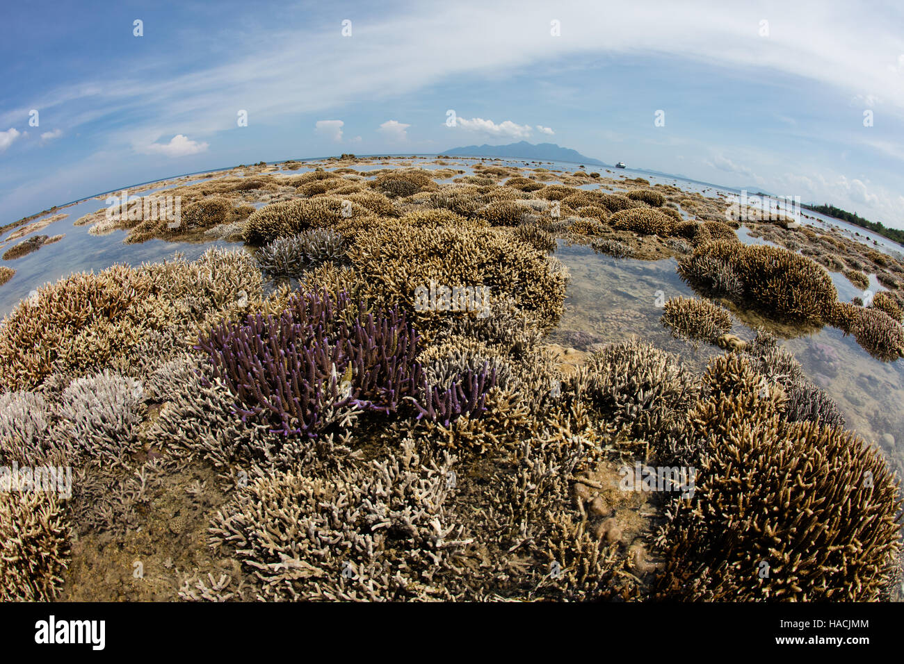 A severe low tide during a full moon exposes a coral reef growing along ...
