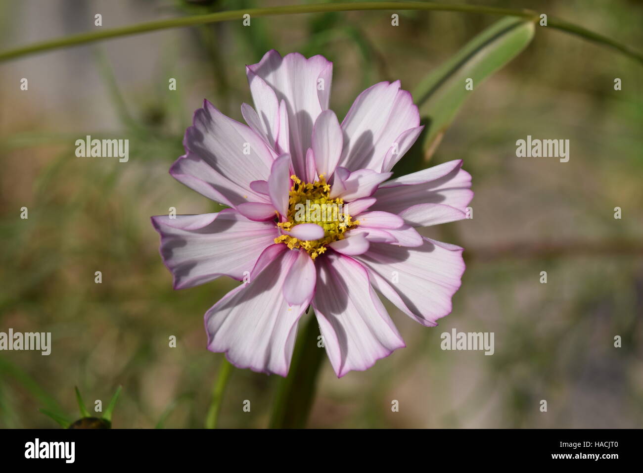 Cosmo hi-res stock photography and images - Alamy