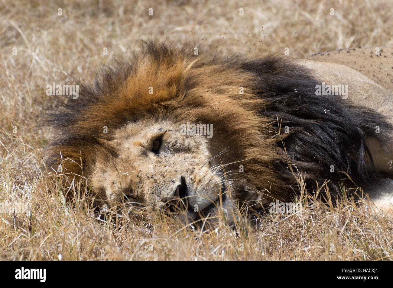 Close up of head and upper body of older male lion resting in the dried ...