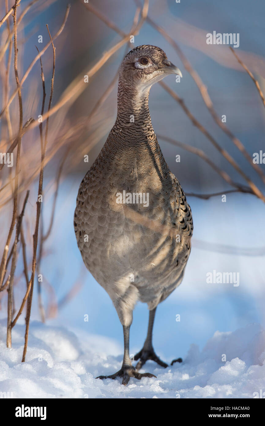 A hen Chinese Ringnecked Pheasant Stock Photo - Alamy