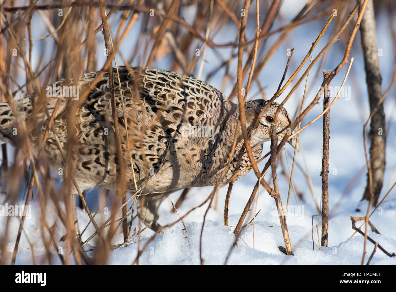 A hen Chinese Ringnecked Pheasant Stock Photo - Alamy