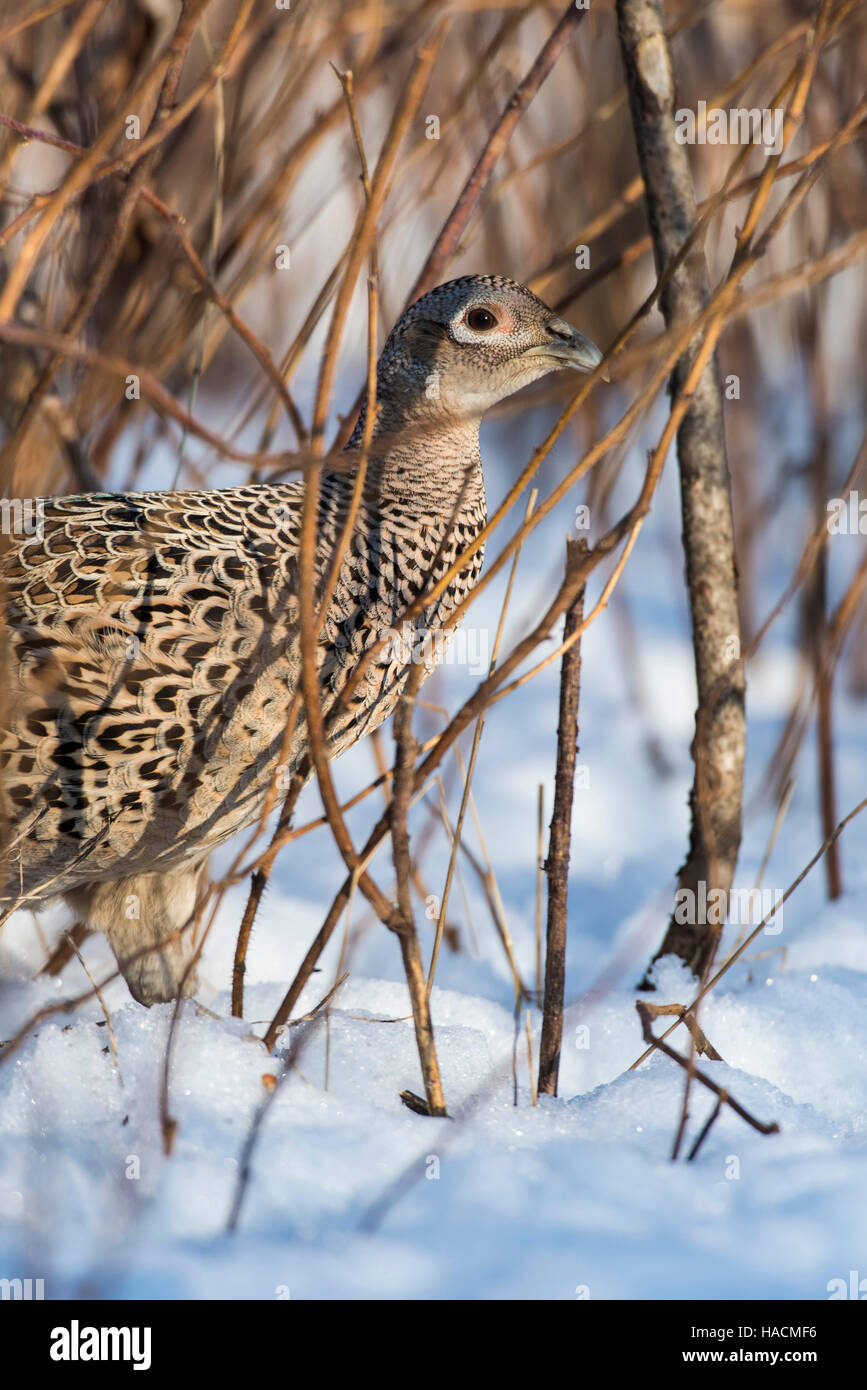 A hen Chinese Ringnecked Pheasant Stock Photo - Alamy