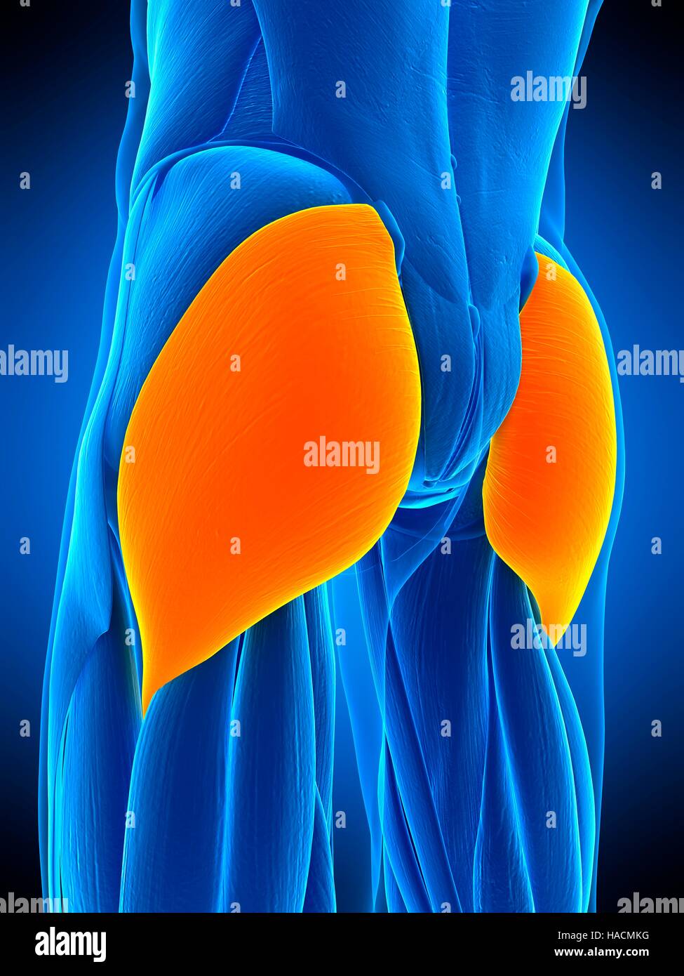 Illustration of the gluteus maximus muscle Stock Photo - Alamy