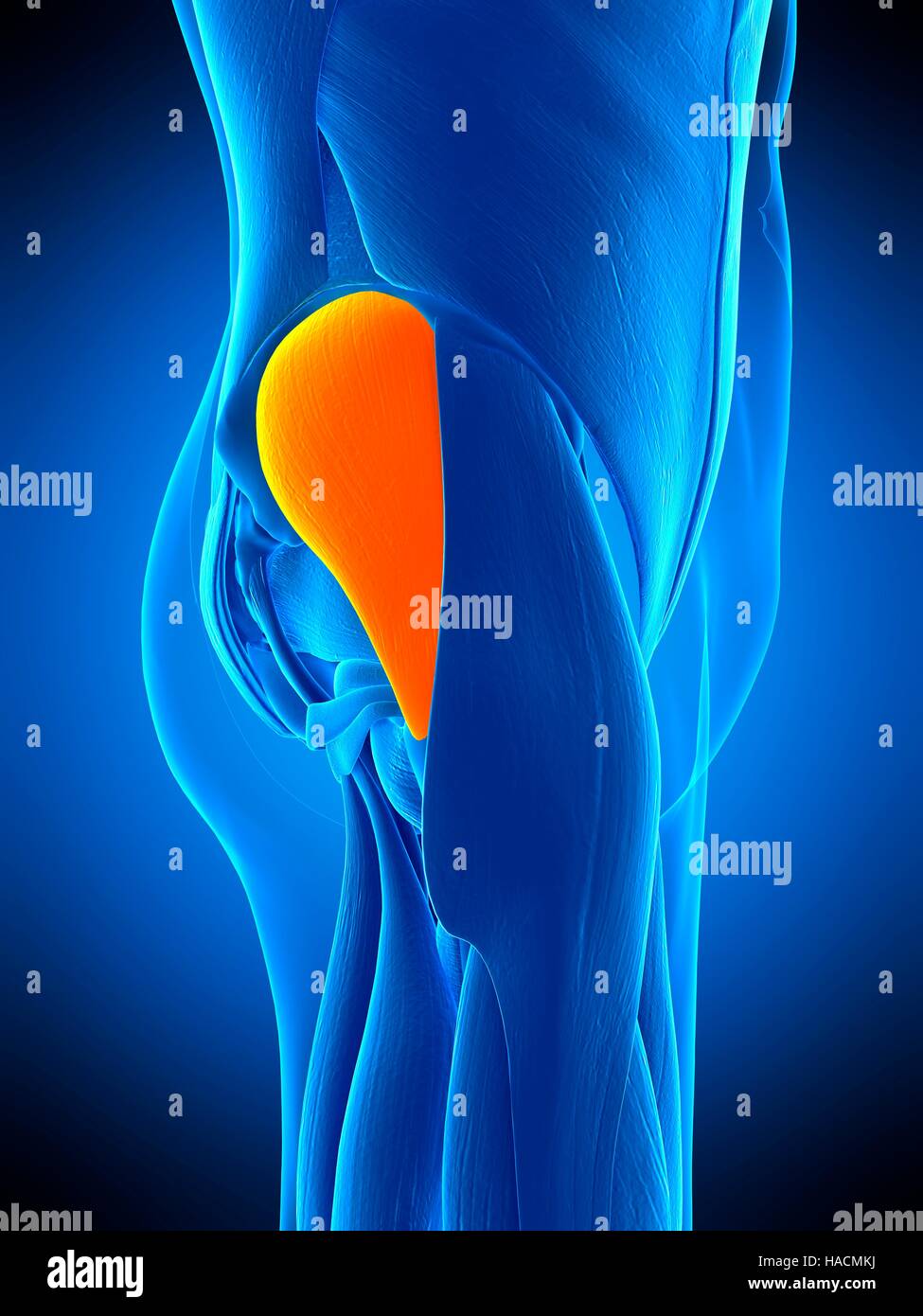 Illustration of the gluteus medius muscle Stock Photo - Alamy