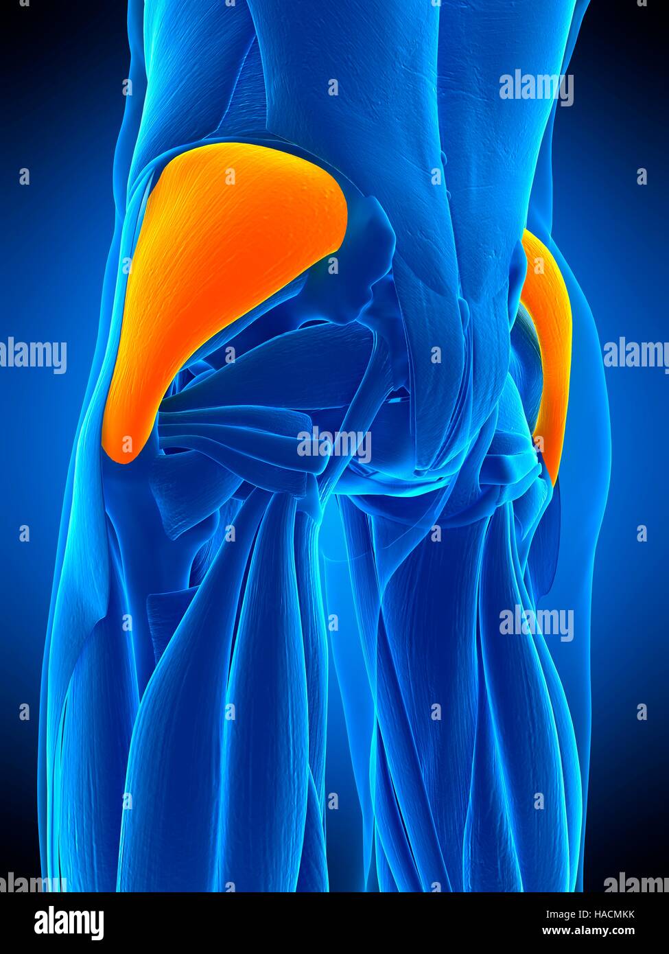 Illustration of the gluteus medius muscle Stock Photo - Alamy