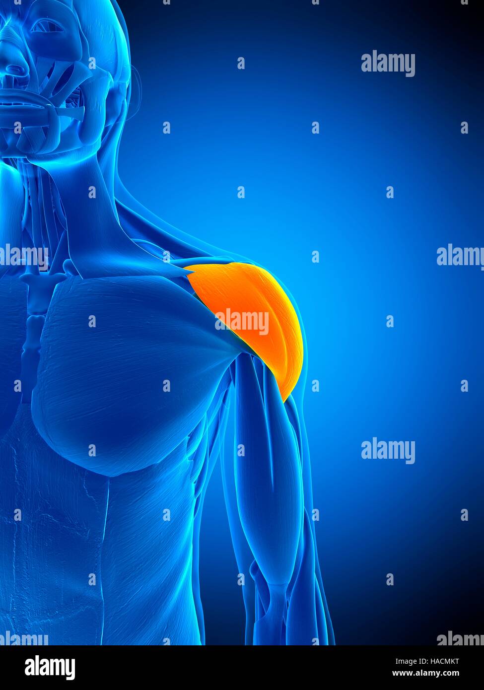 Illustration of the deltoid muscle Stock Photo - Alamy