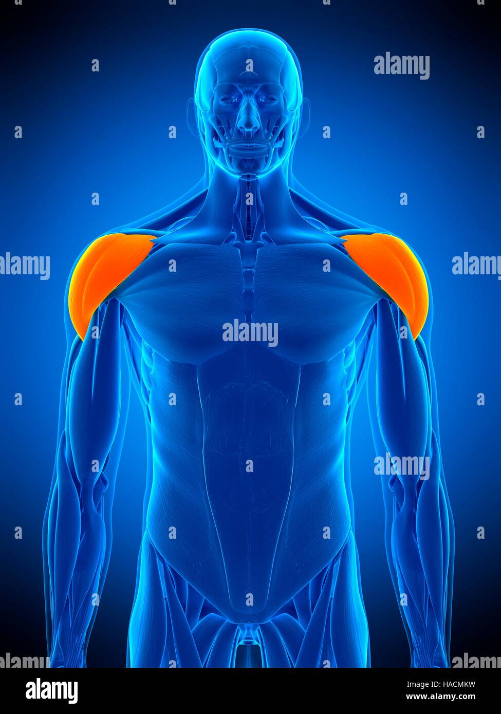 Illustration of the deltoid muscle Stock Photo - Alamy