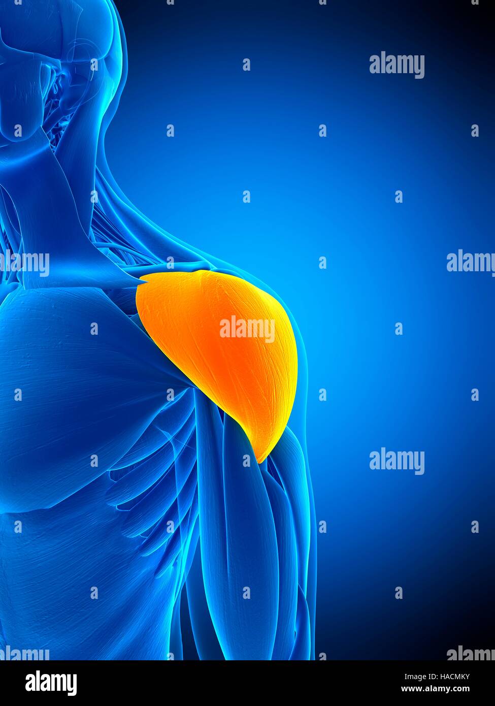 Illustration of the deltoid muscle Stock Photo - Alamy