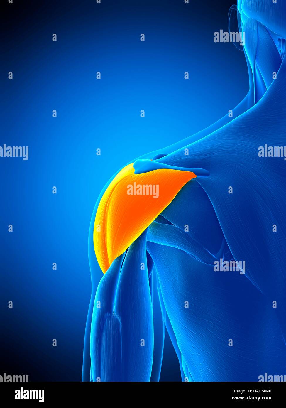 Illustration of the deltoid muscle Stock Photo - Alamy