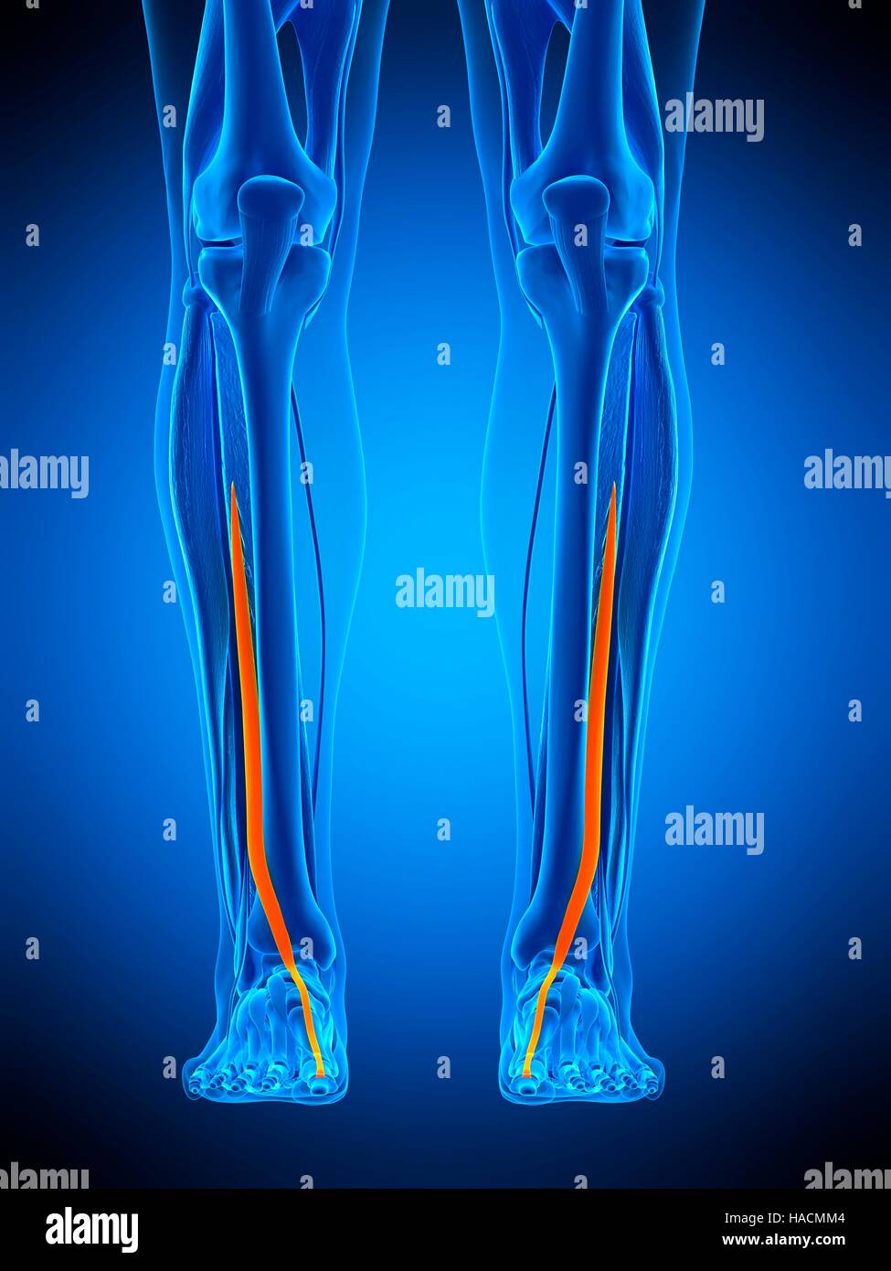 Extensor hallucis longus hi-res stock photography and images - Alamy