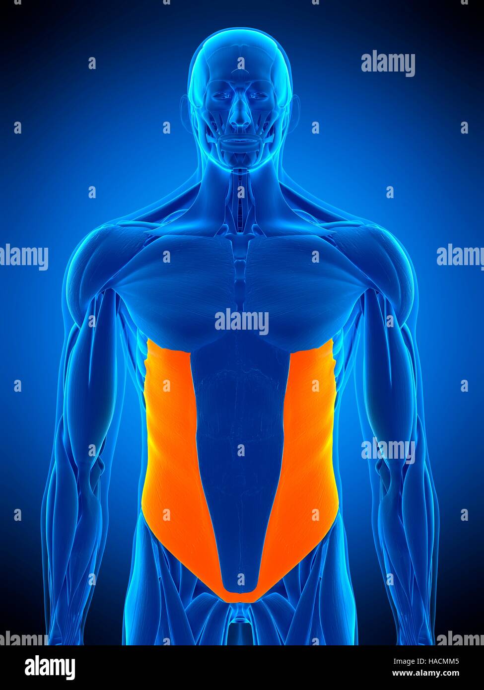 Illustration of the external oblique muscle Stock Photo - Alamy