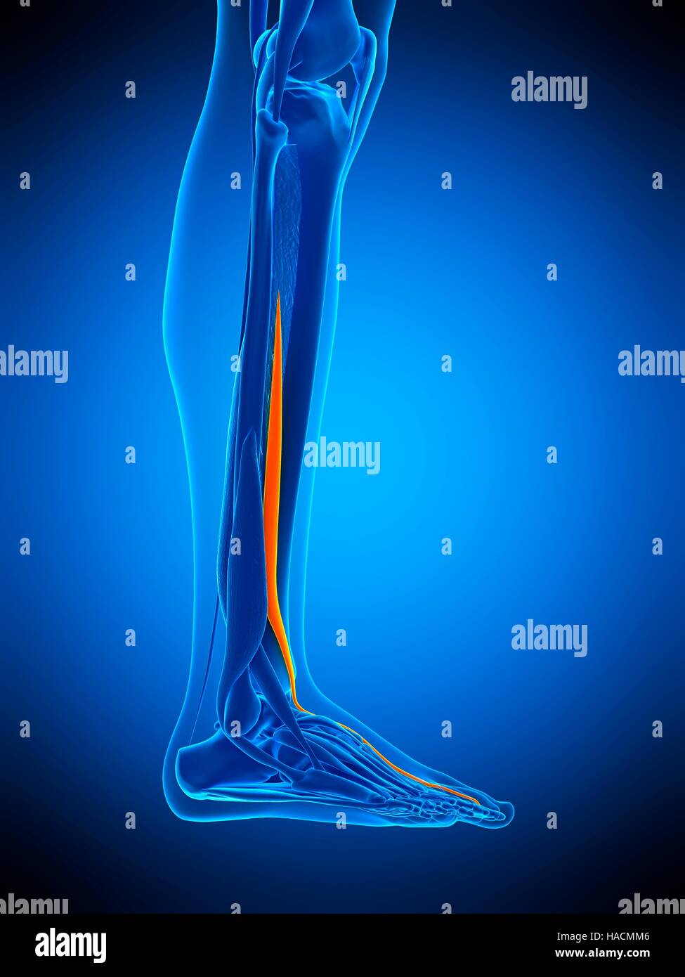 Extensor hallucis longus hi-res stock photography and images - Alamy