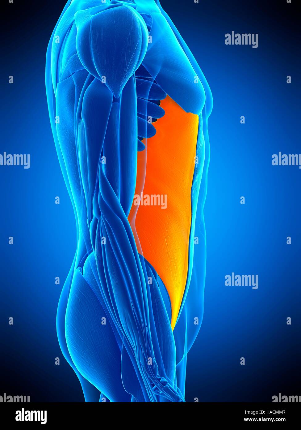 Illustration of the external oblique muscle Stock Photo - Alamy