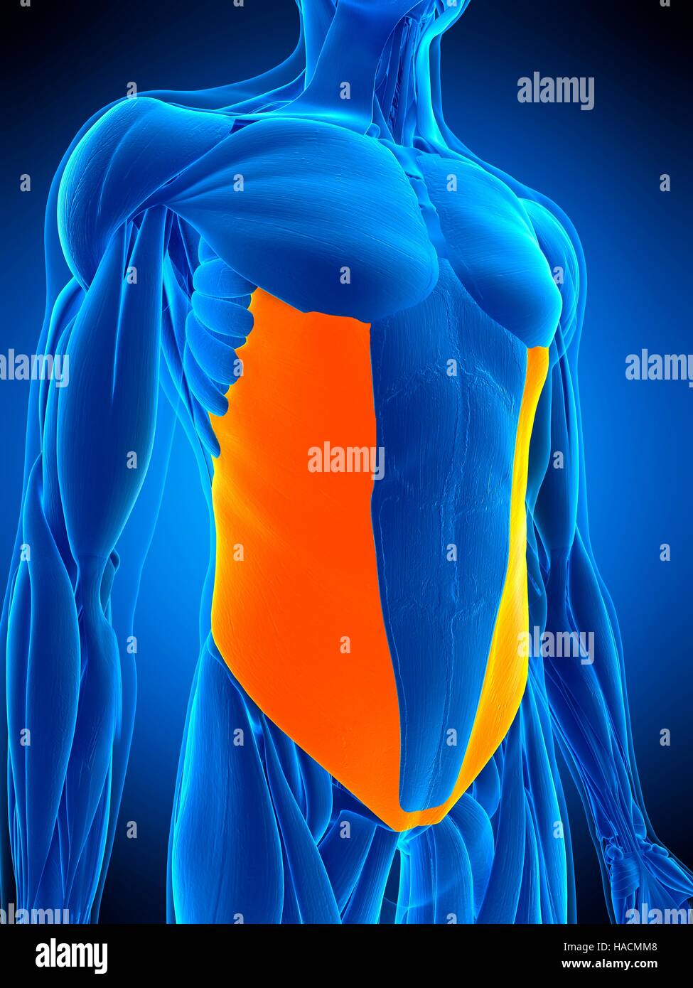 Illustration of the external oblique muscle Stock Photo - Alamy
