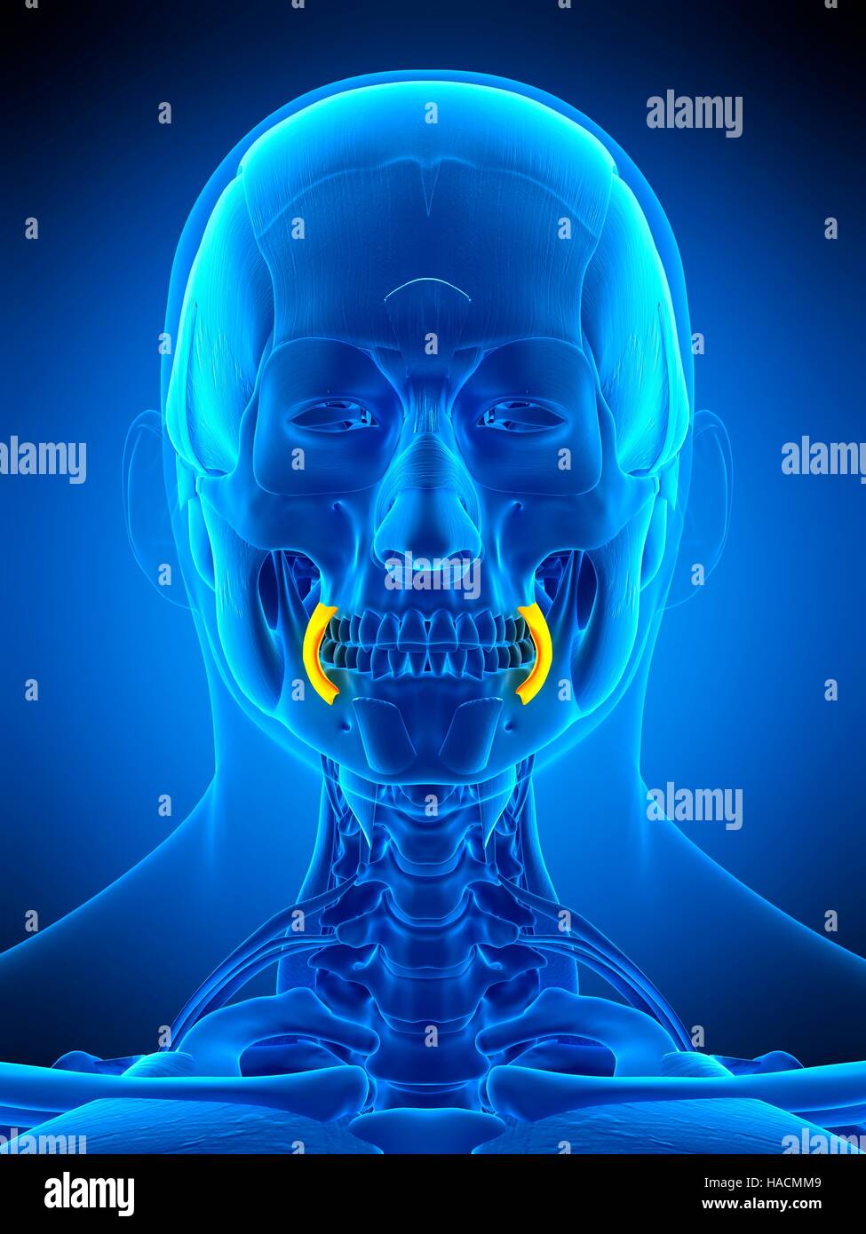 Muscle anatomy face hi-res stock photography and images - Alamy