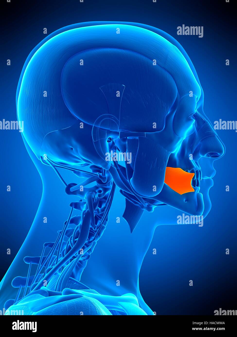 Muscle anatomy face hi-res stock photography and images - Alamy