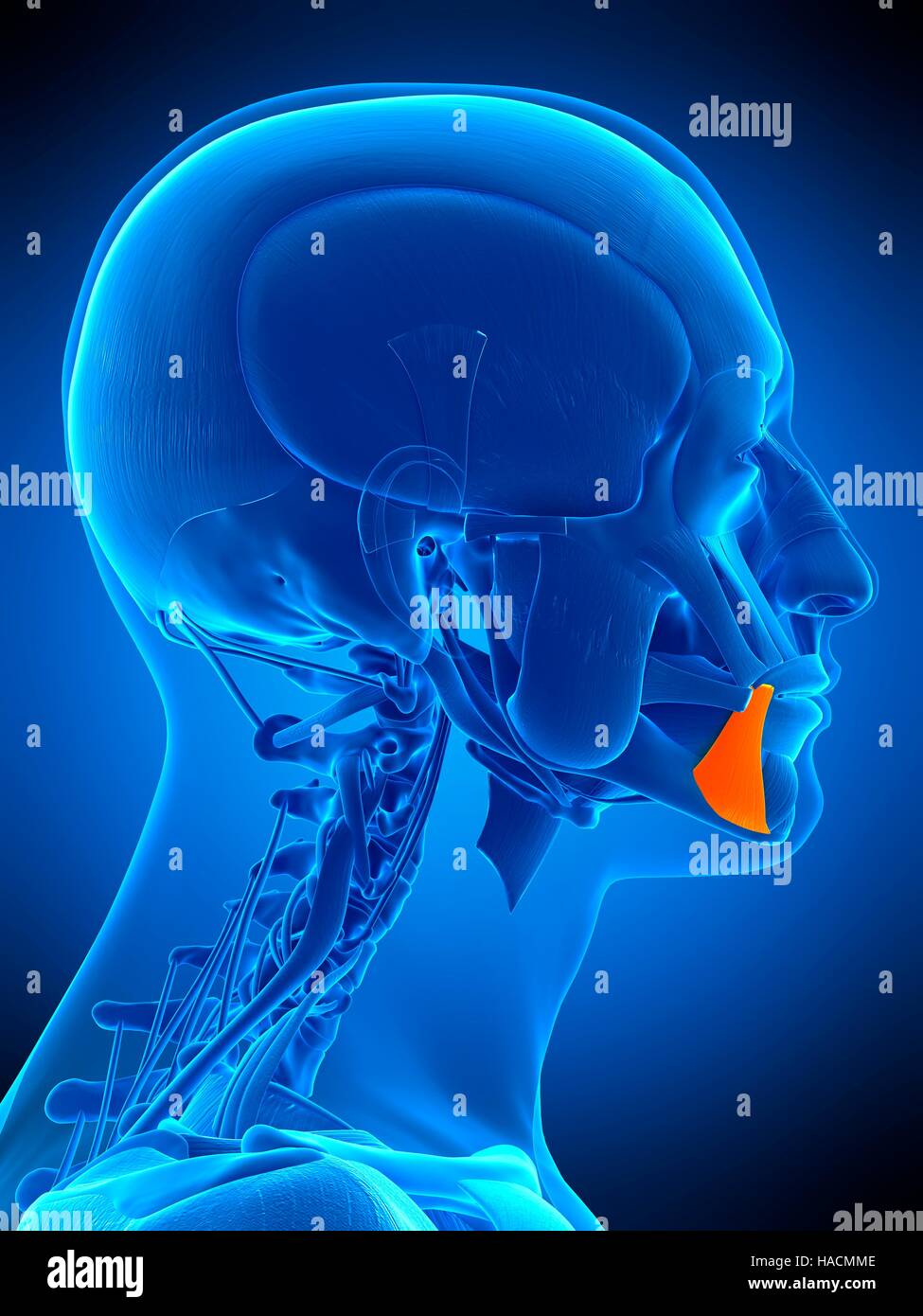 Depressor anguli oris hi-res stock photography and images - Alamy