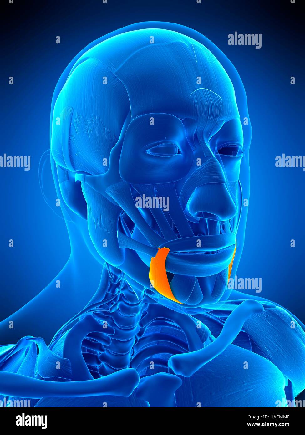 Depressor anguli oris hi-res stock photography and images - Alamy