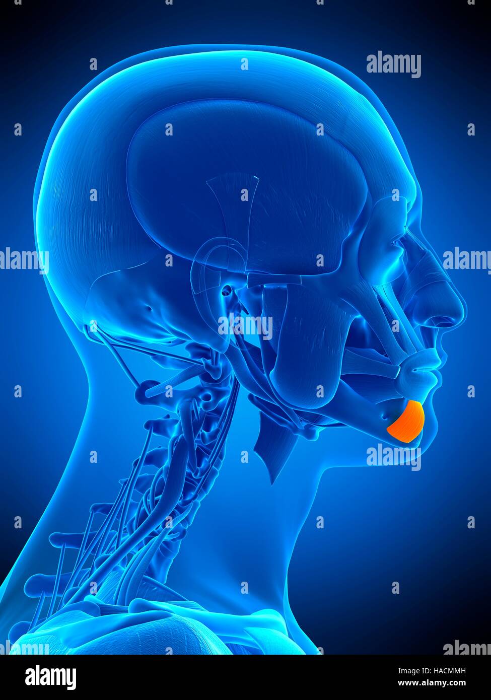 Depressor labii inferioris muscle hi-res stock photography and images ...