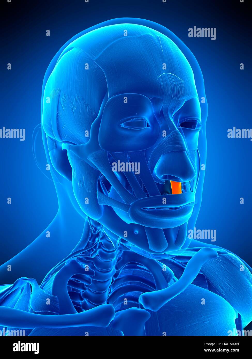 Illustration of the depressor septi nasi muscle Stock Photo - Alamy