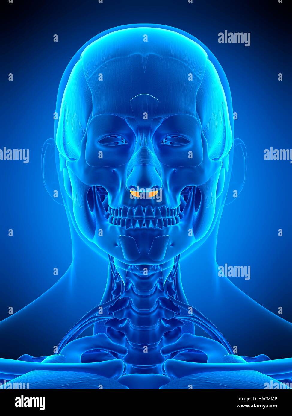 Nasalis muscle hi-res stock photography and images - Alamy