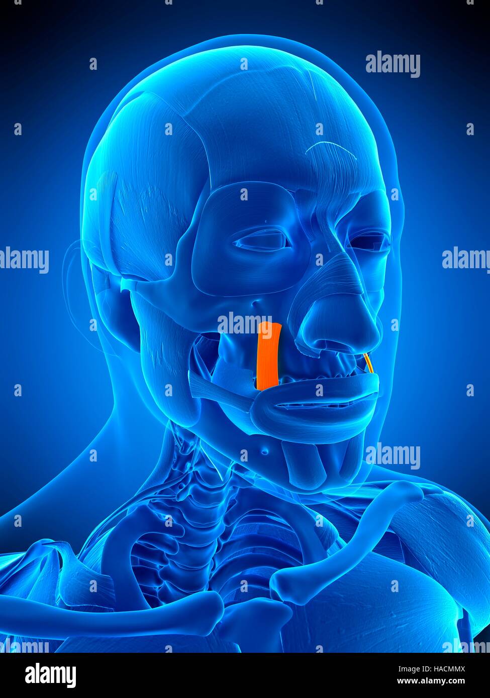 Levator anguli oris hi-res stock photography and images - Alamy