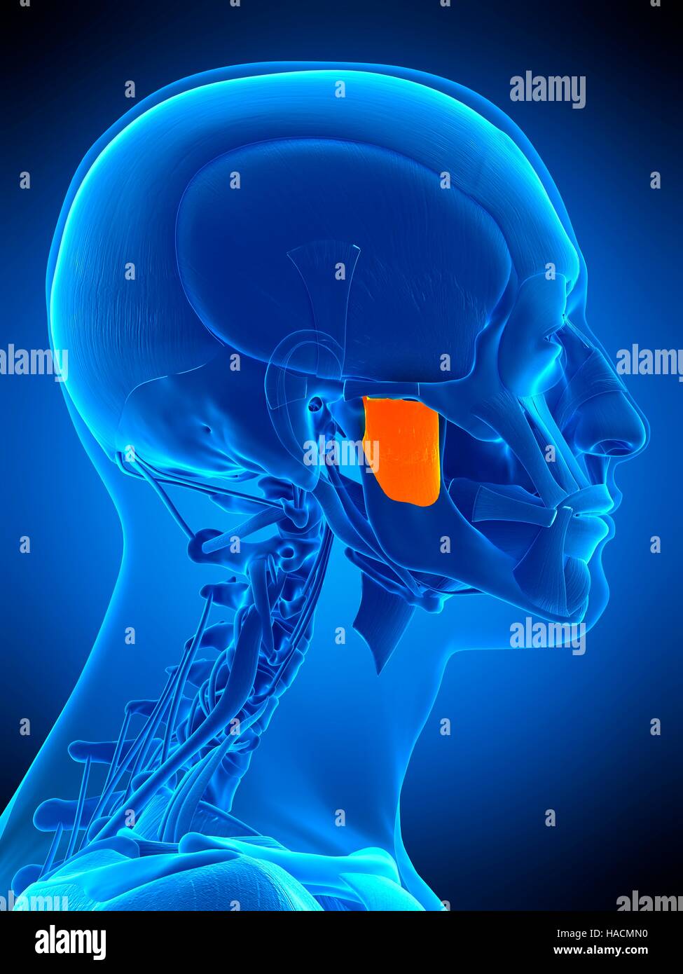 Masseter deep muscle hi-res stock photography and images - Alamy