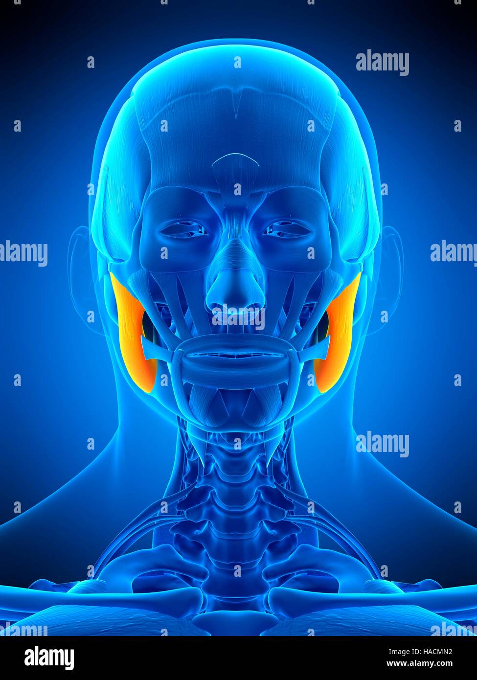 Masseter Muscle Stock Photos & Masseter Muscle Stock Images - Alamy
