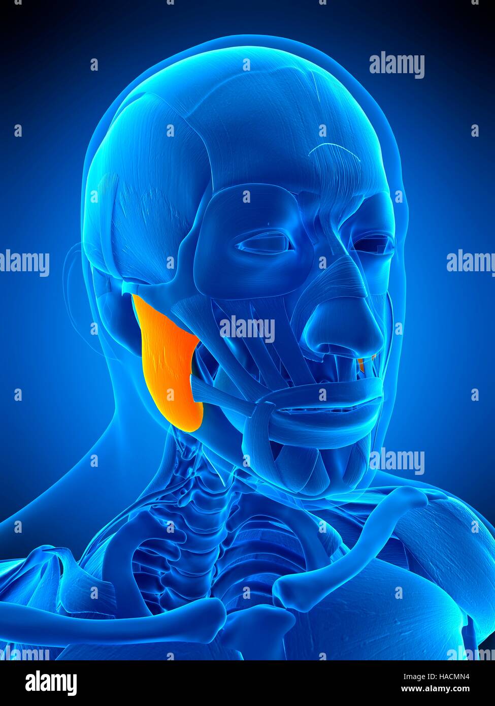 Illustration of the masseter superior muscle Stock Photo - Alamy