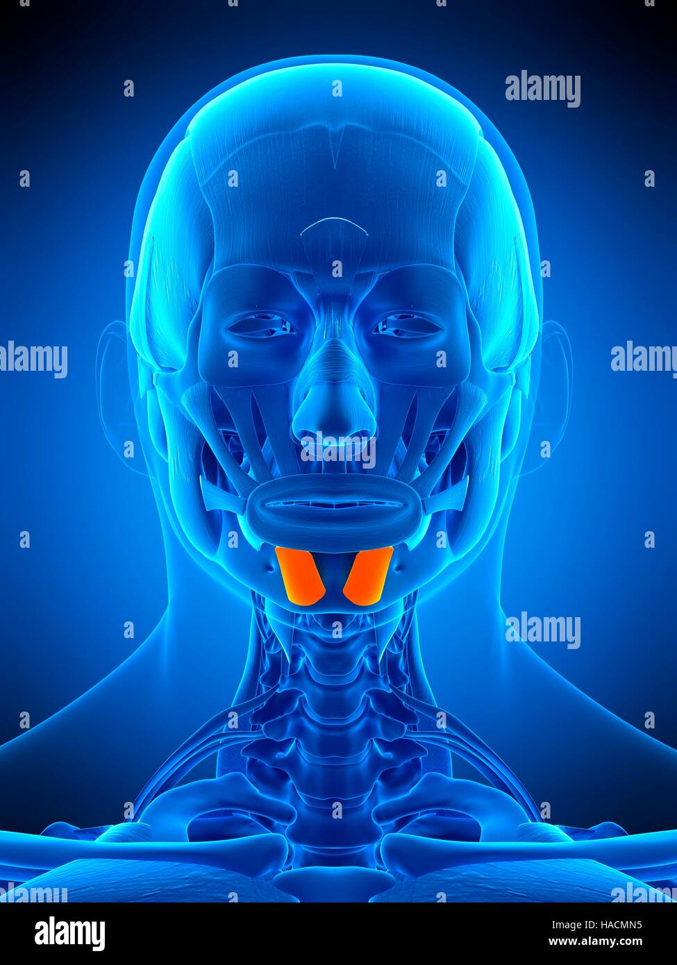 Illustration of the mentalis muscle Stock Photo - Alamy